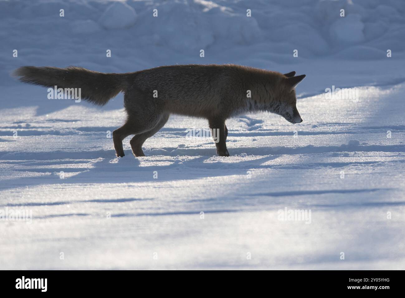 A red fox hunting mice in January Stock Photo - Alamy