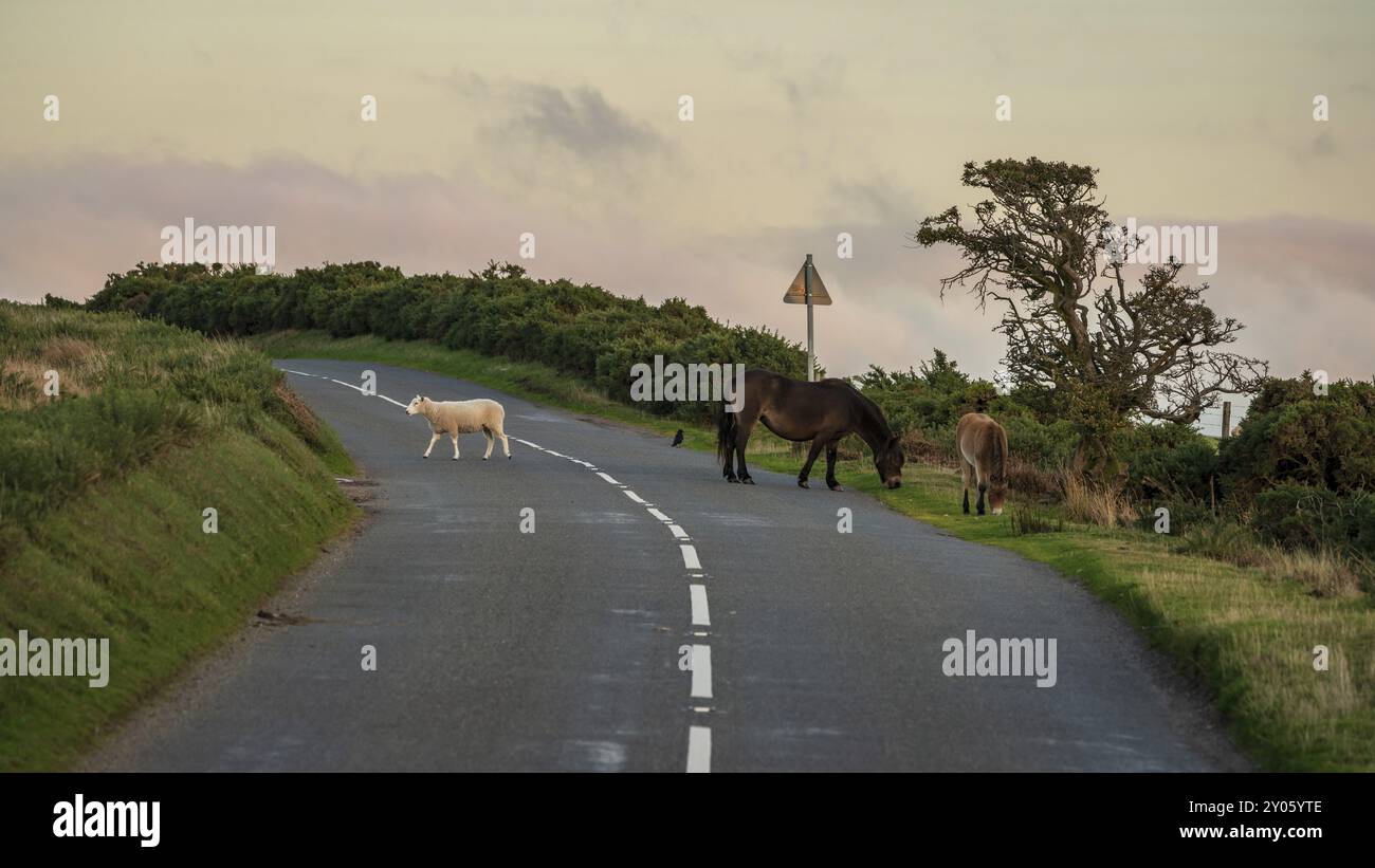 Wild Exmoor Ponies and a sheep, seen on Porlock Hill in Somerset ...
