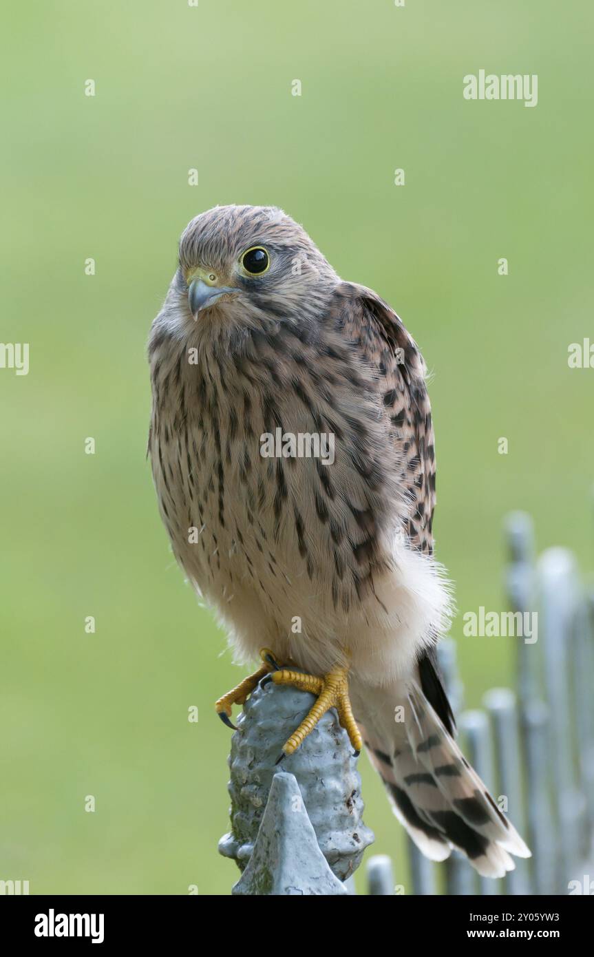 Common Kestrel (Falco tinnunculus) on an old iron fence Stock Photo - Alamy