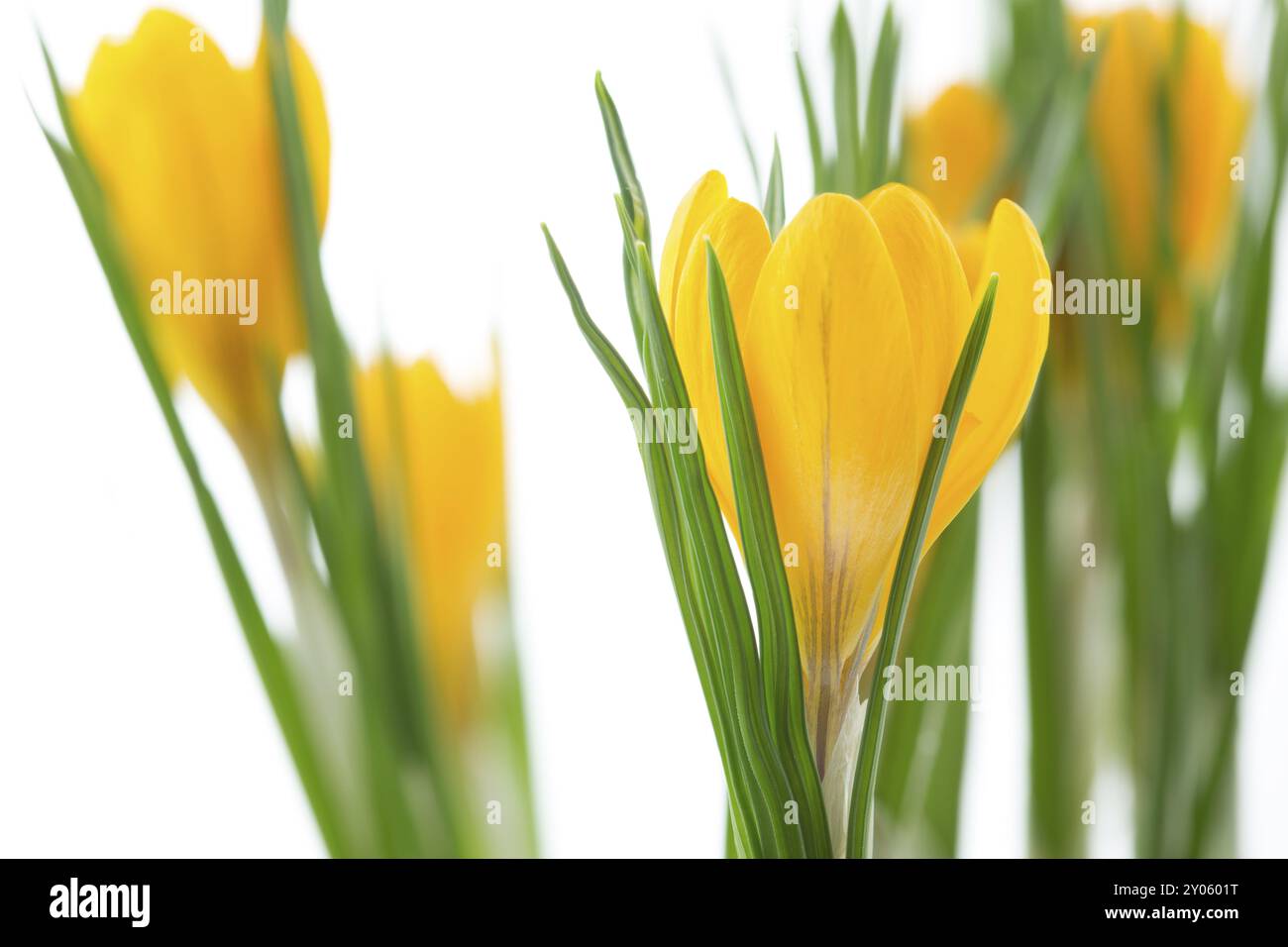 Crocuses on a white background Stock Photo - Alamy
