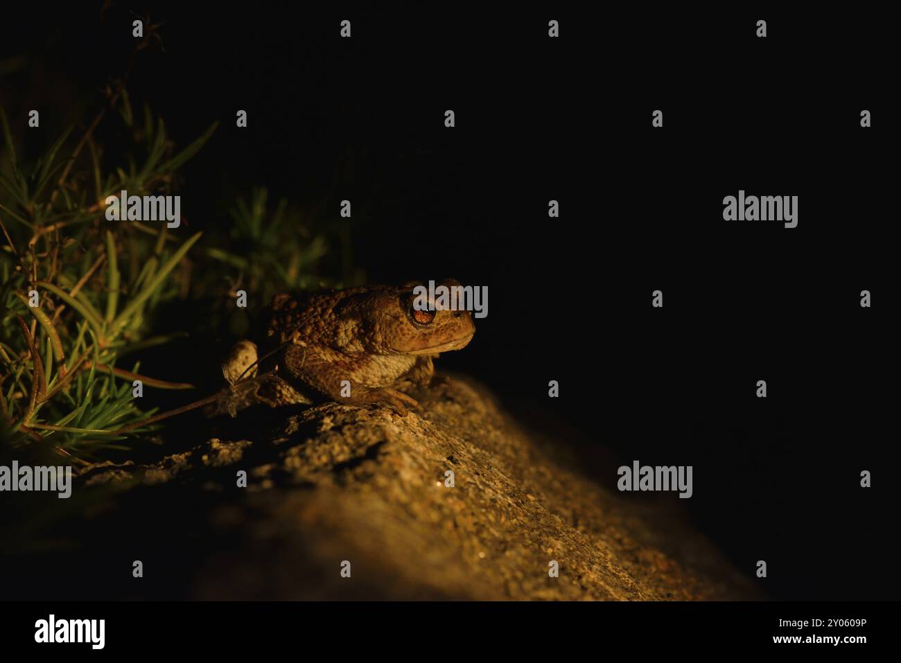 Young Common toad in the night. Young common toad in the night Stock ...