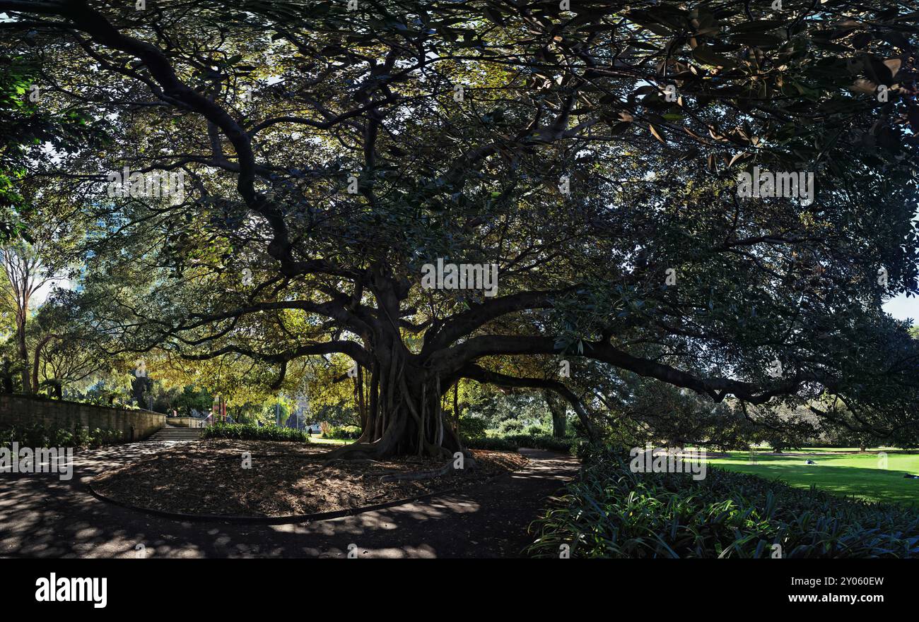 Royal Botanic Garden Sydney, Australia, a giant old Moreton Bay fig ...