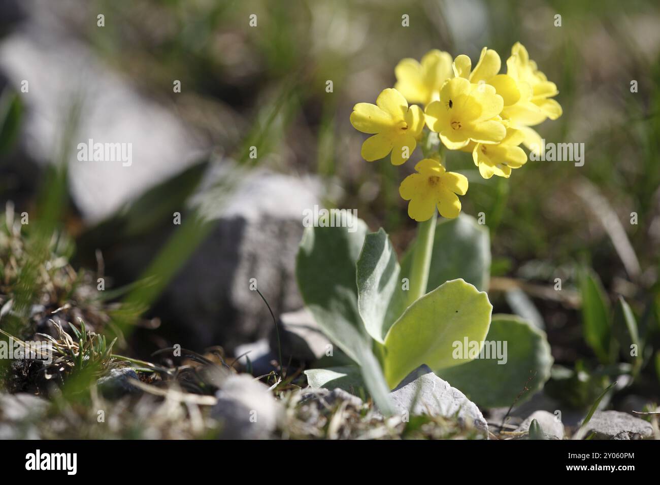 Auricle hi-res stock photography and images - Alamy
