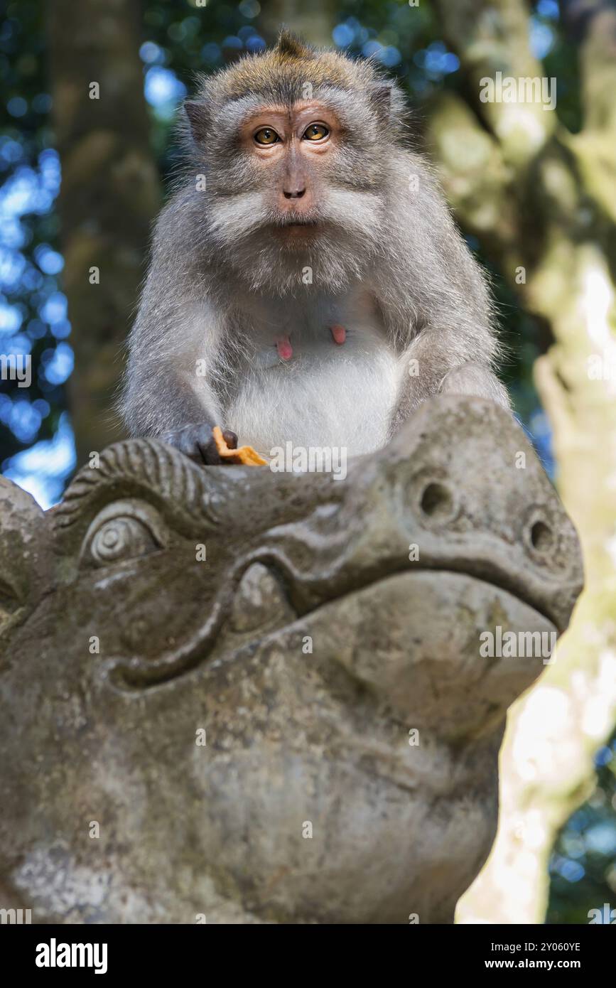 Macaque (Macaca), monkey, guenon animal, macaque, wildlife, nature ...
