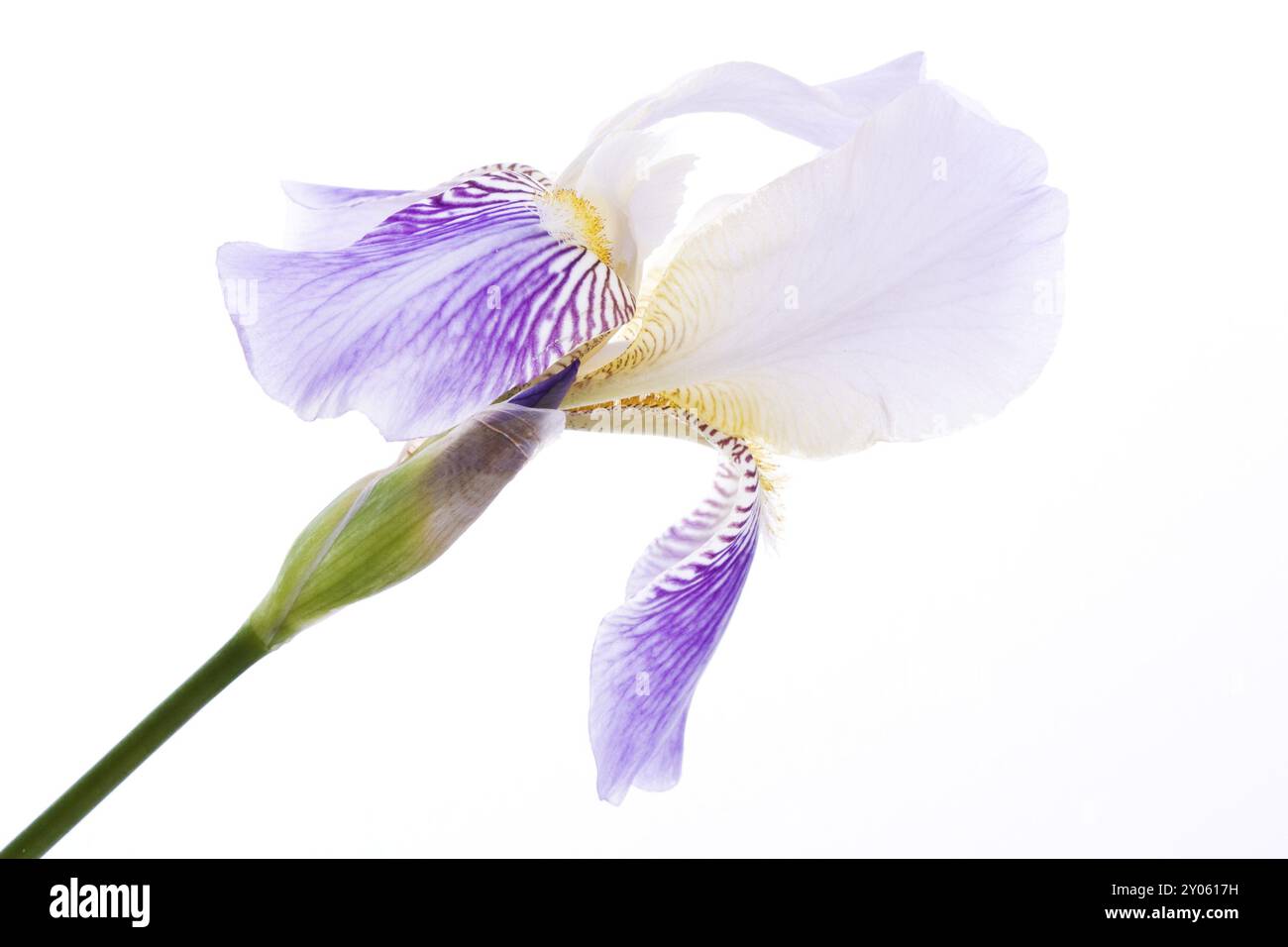 Iris flower isolated over white background Stock Photo - Alamy