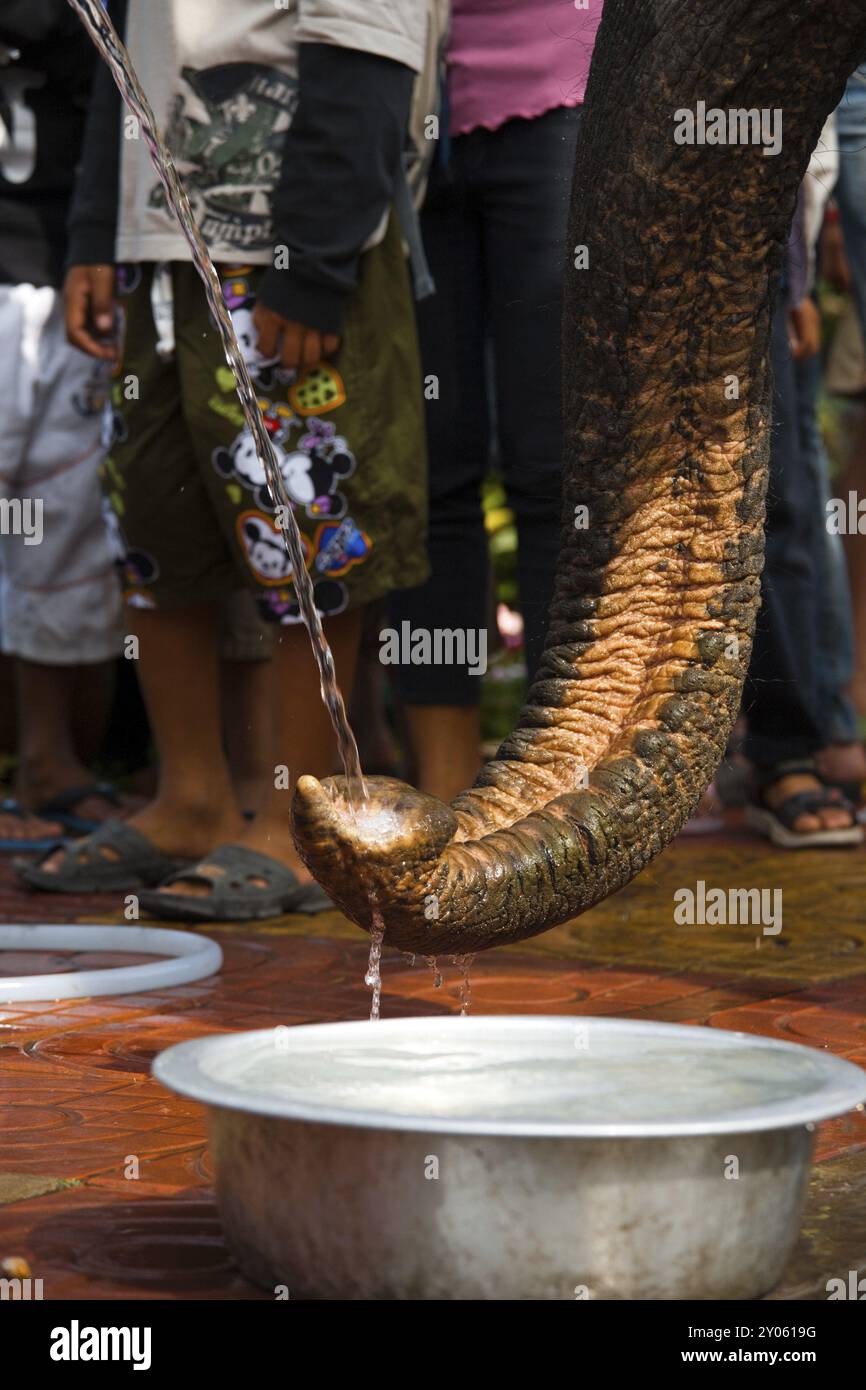 An elephant receives water directly into its trunk from a water hose ...