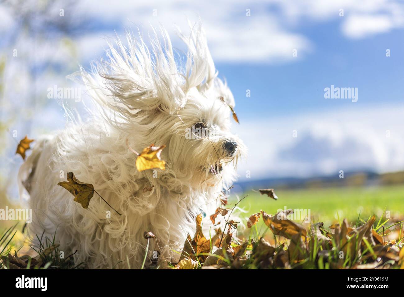 Small dog frolics hi-res stock photography and images - Alamy