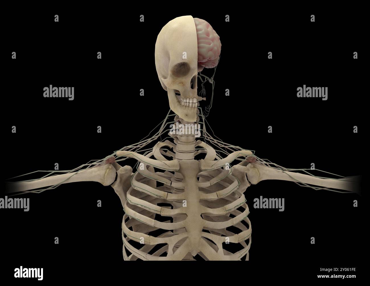 Human skeleton with transectional view of skull exposing the brain ...
