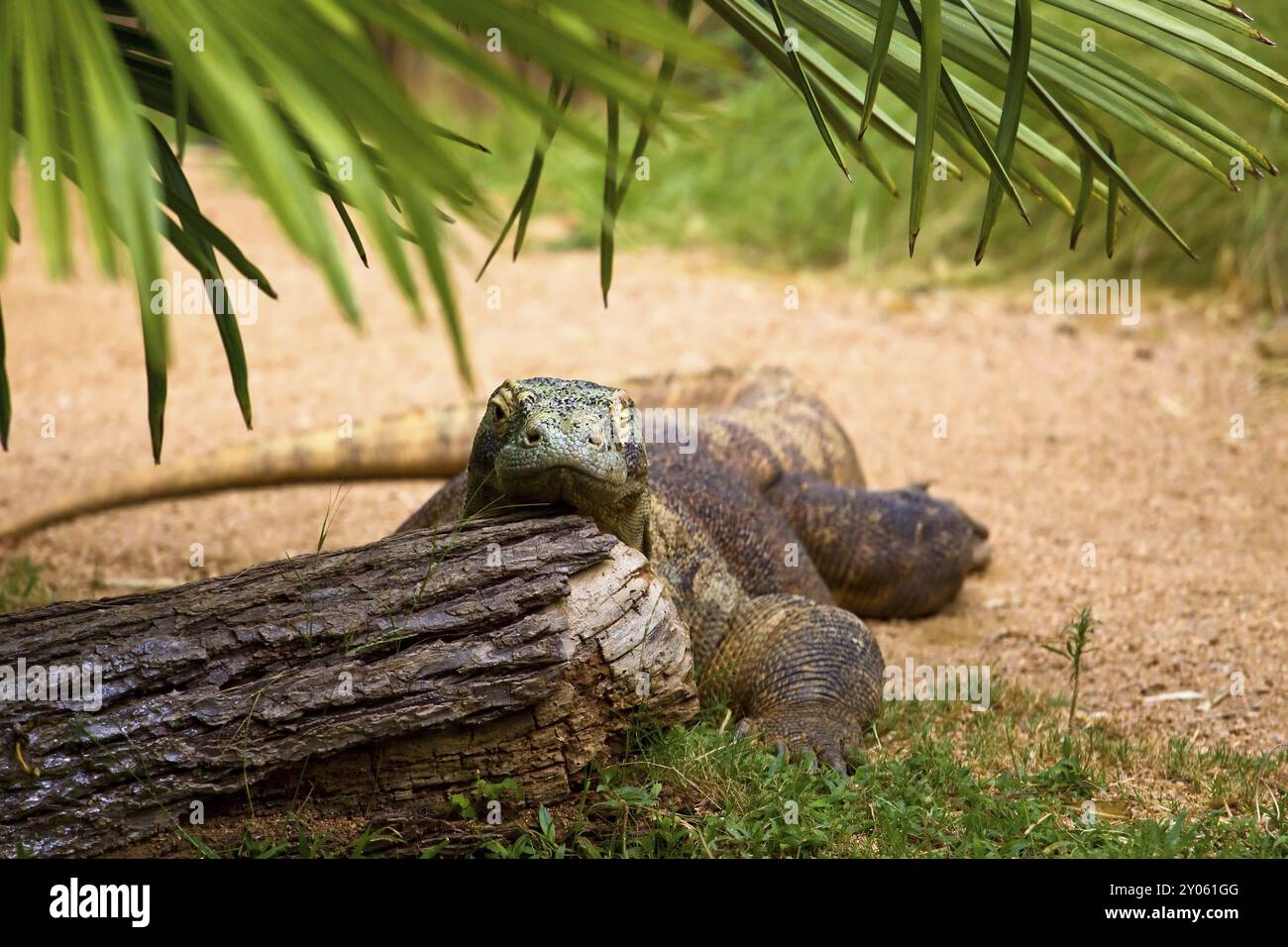 Common goanna. Atlanta zoo, Georgia, USA, Asia Stock Photo - Alamy