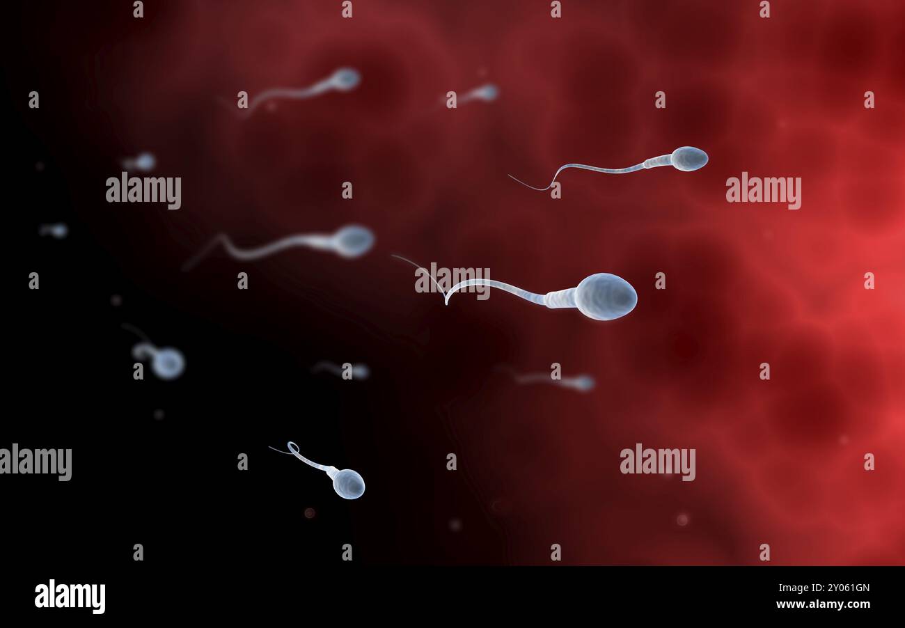 Fallopian tube hi-res stock photography and images - Alamy