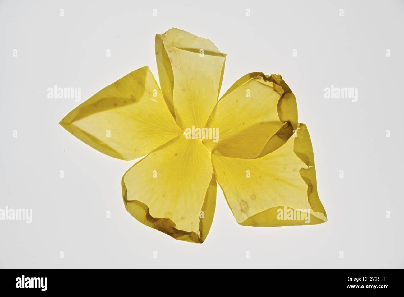 Pressed single yellow rose petals Stock Photo - Alamy
