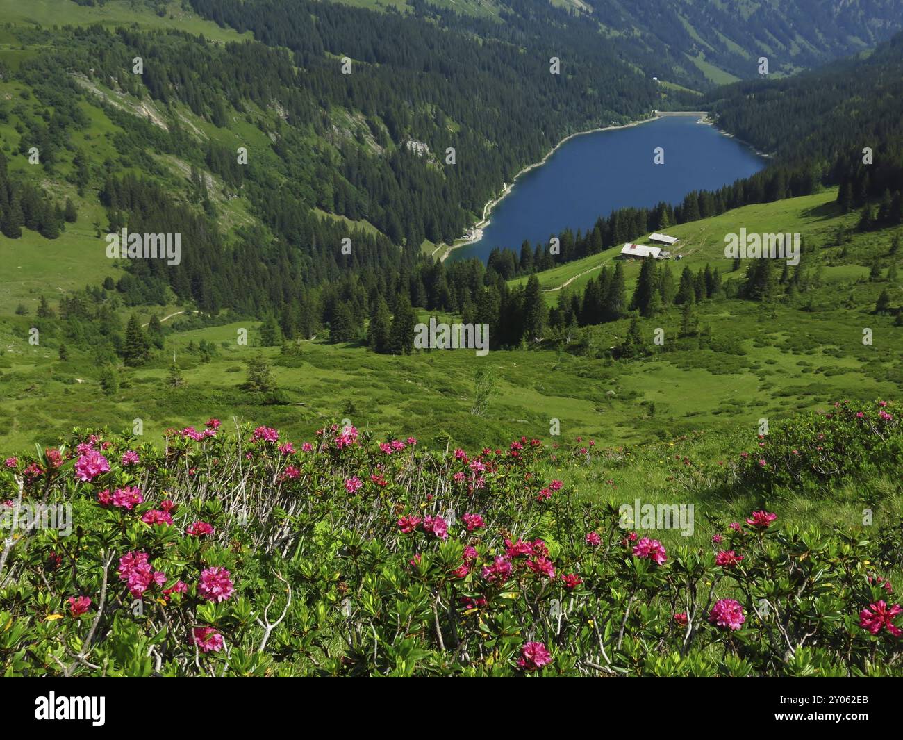Alpine roses and lake Arnensee Stock Photo - Alamy