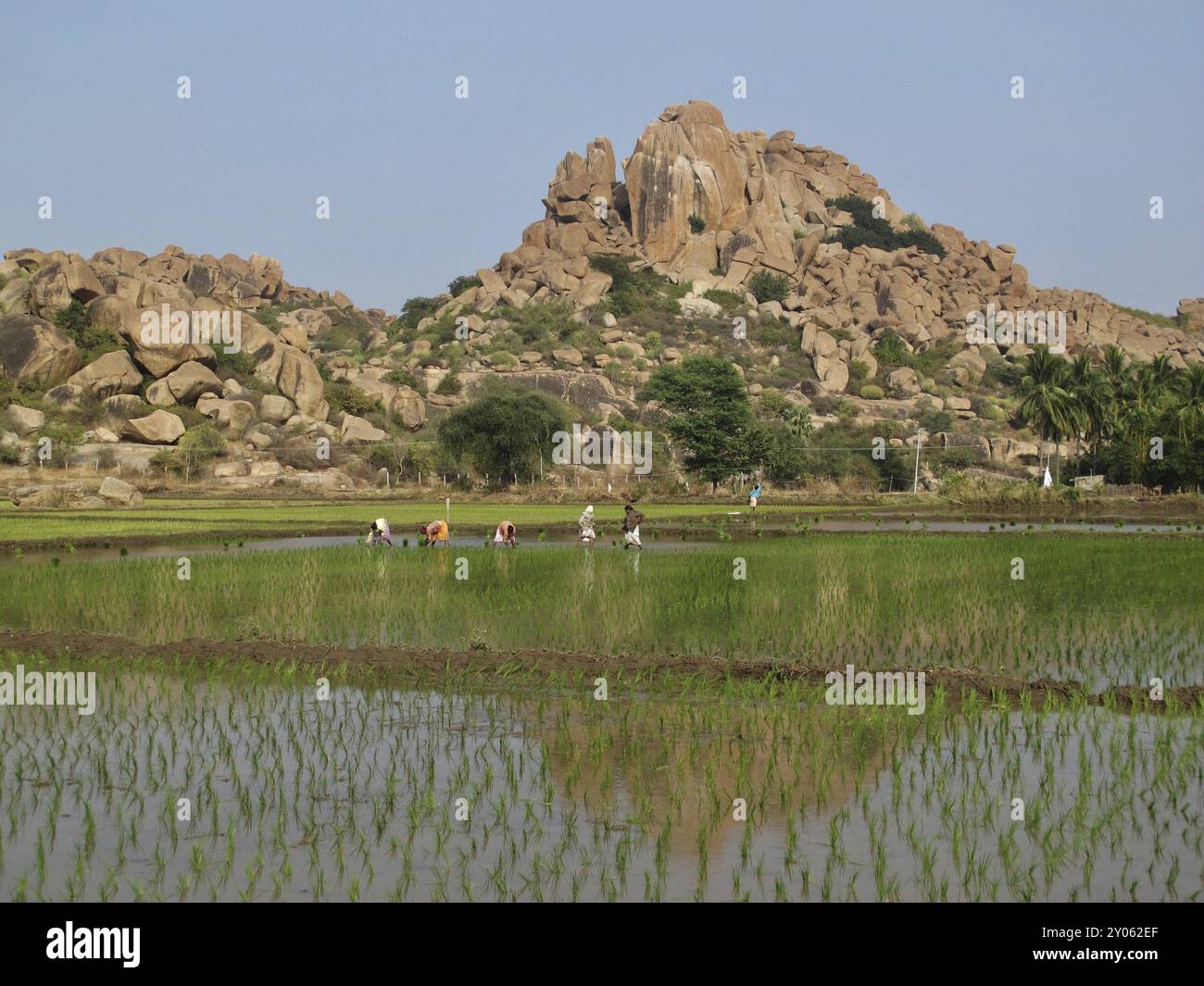 Unique landscape in Karnataka, India. Rice fields and granite mountain ...