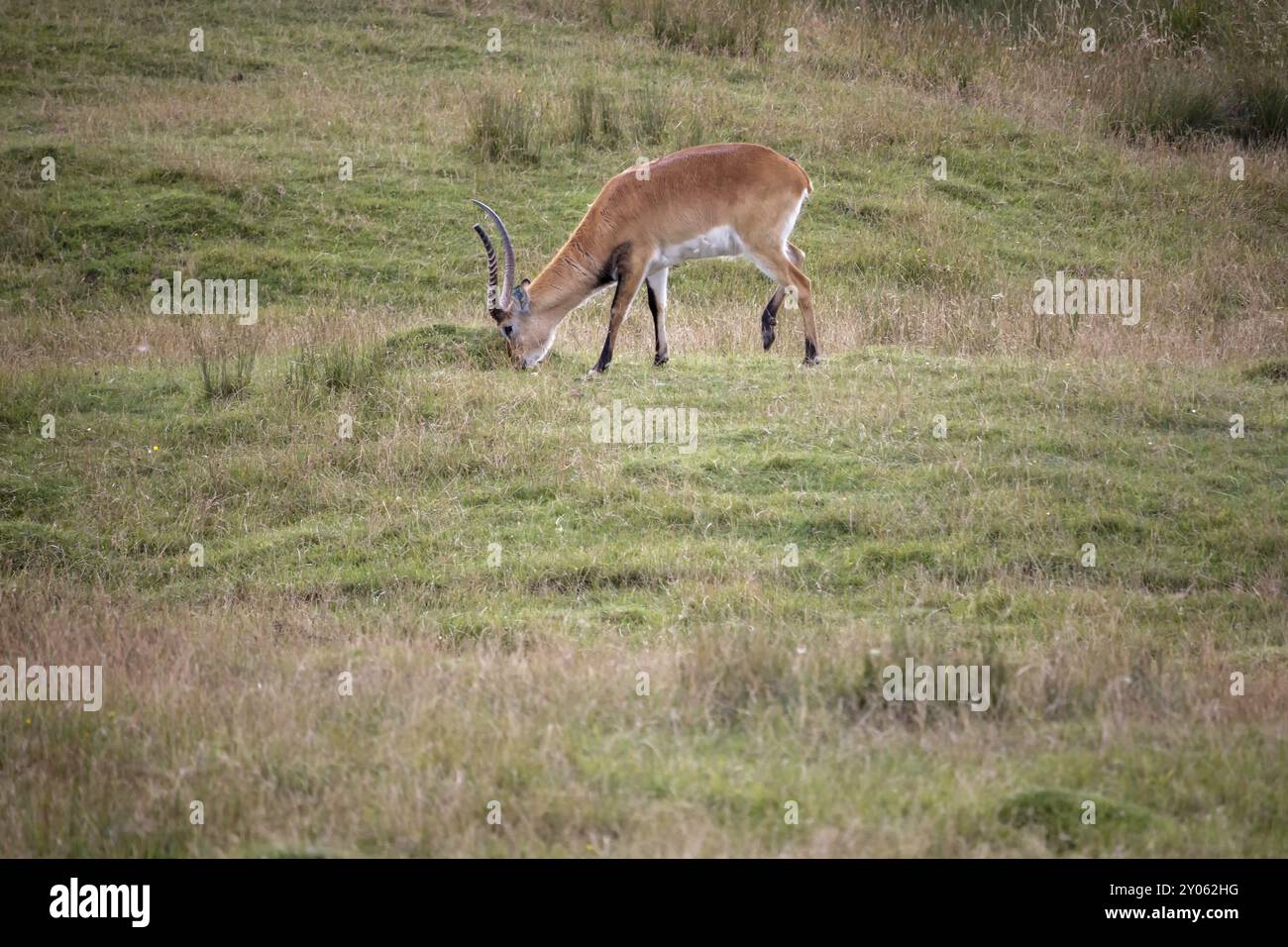 Red Lechwe Antelope grazing Stock Photo - Alamy