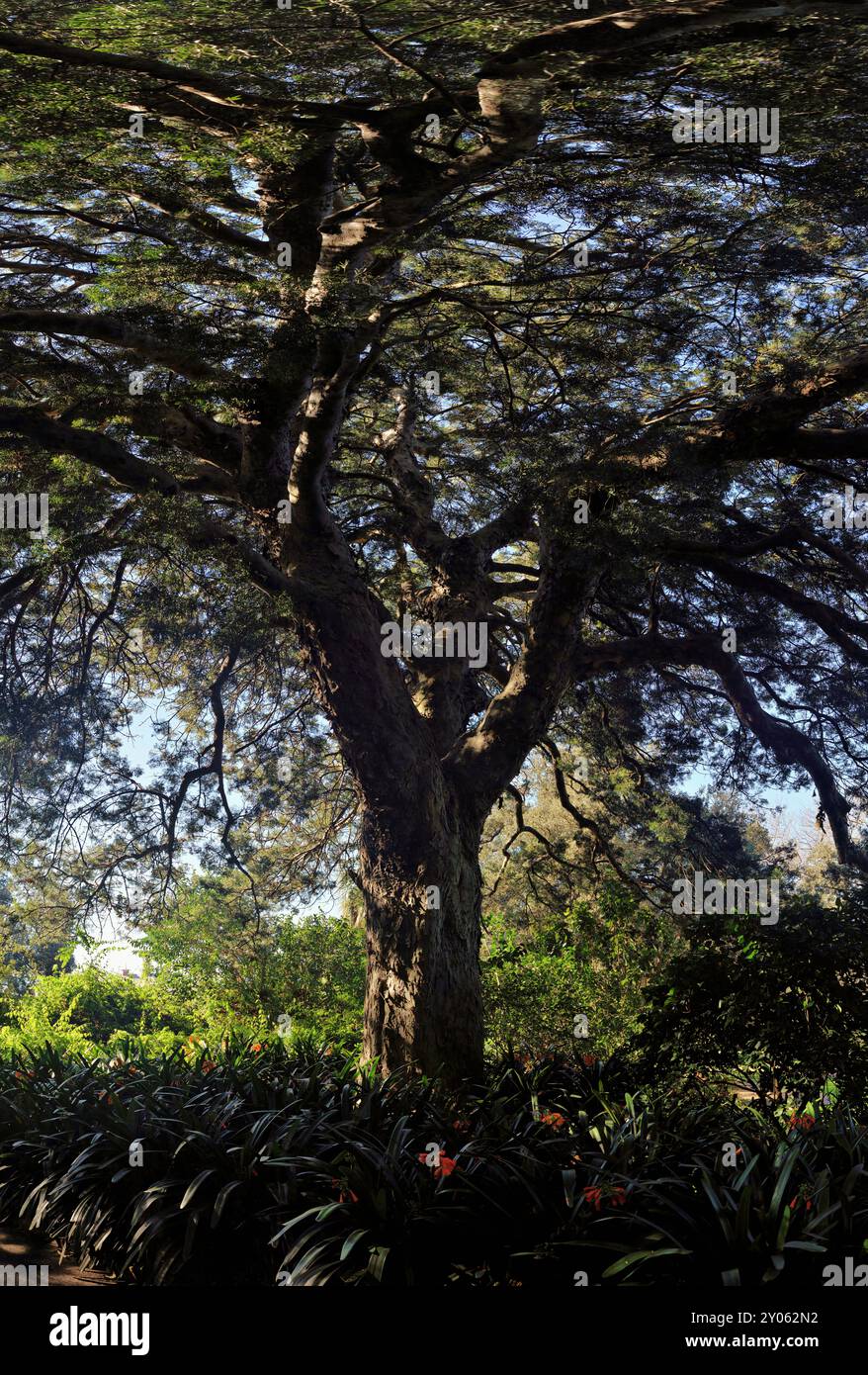 Afrocarpus falcatus in the Royal Botanic Garden Sydney, Australia, this ...