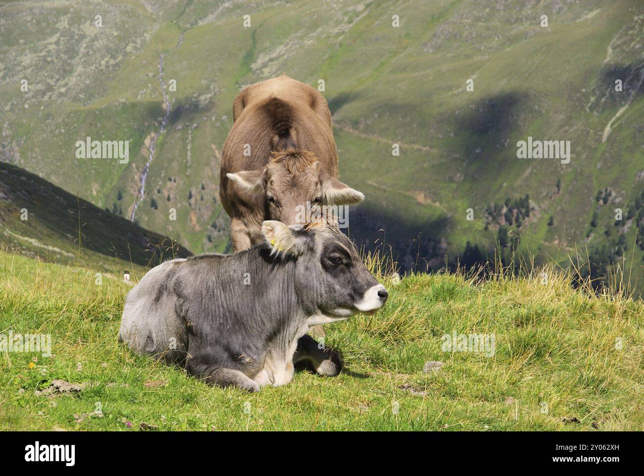 Alpine cow, Alpine cow Stock Photo - Alamy