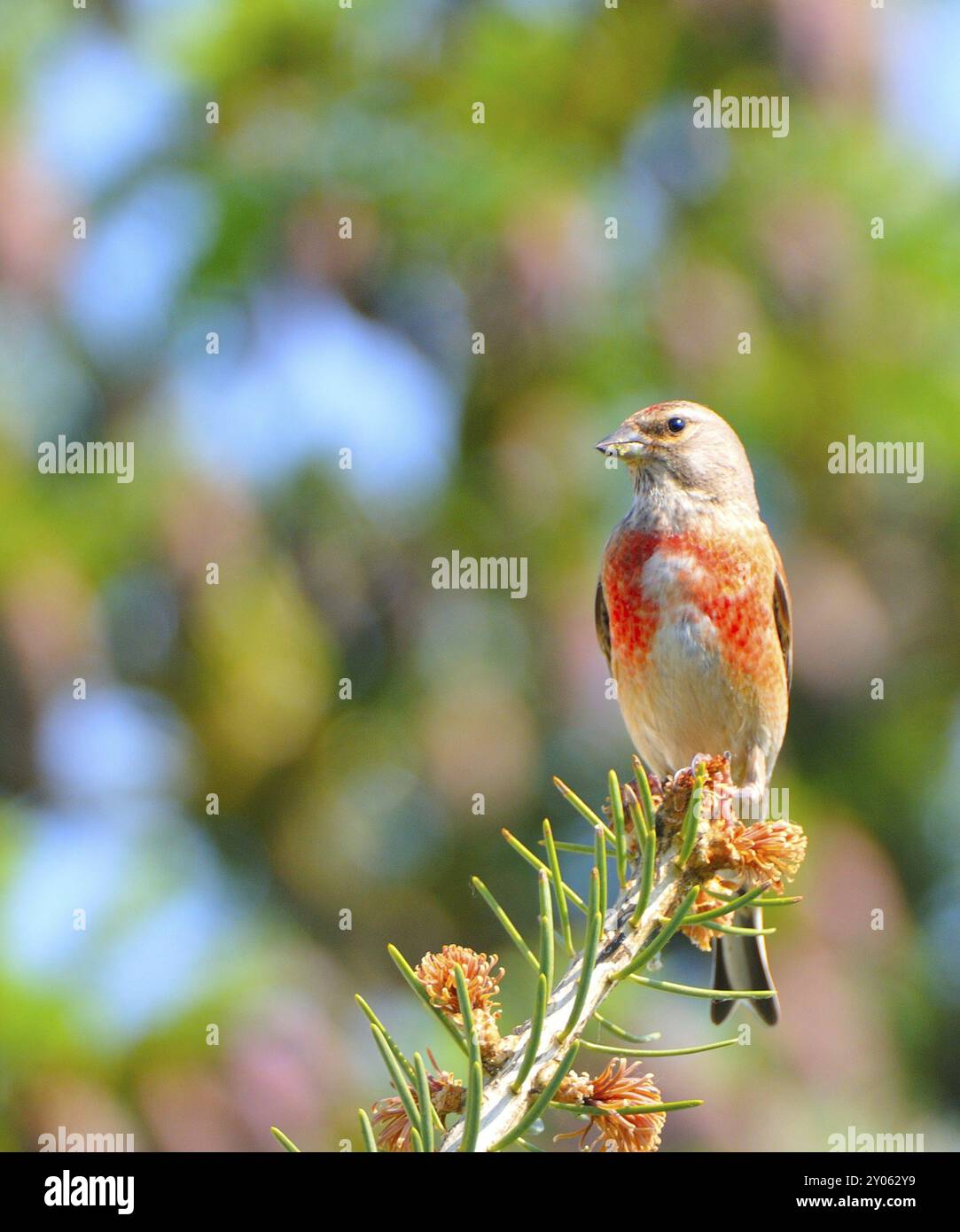Tree branch displays hi-res stock photography and images - Alamy