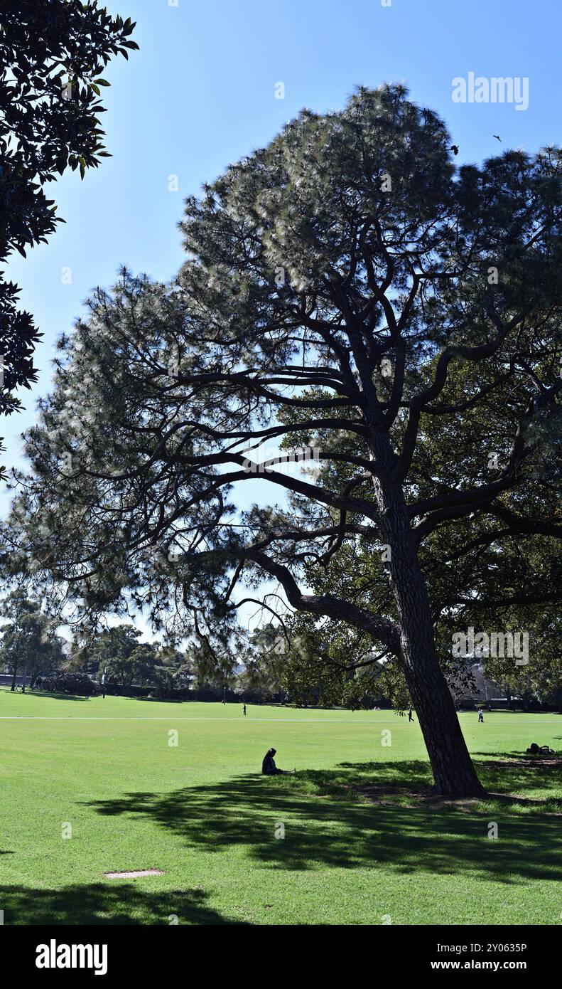 A woman sitting on the edge of the shaded shadow of a Pine tree in The ...