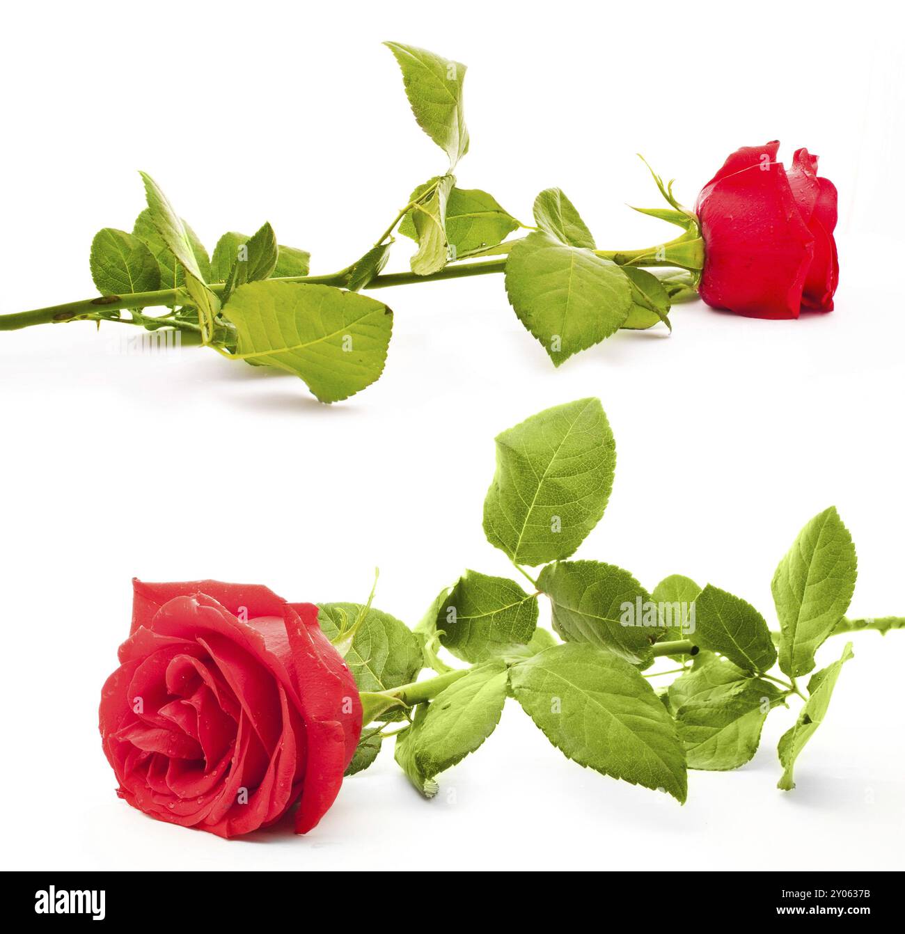 Red rose on plate Cut Out Stock Images & Pictures - Alamy