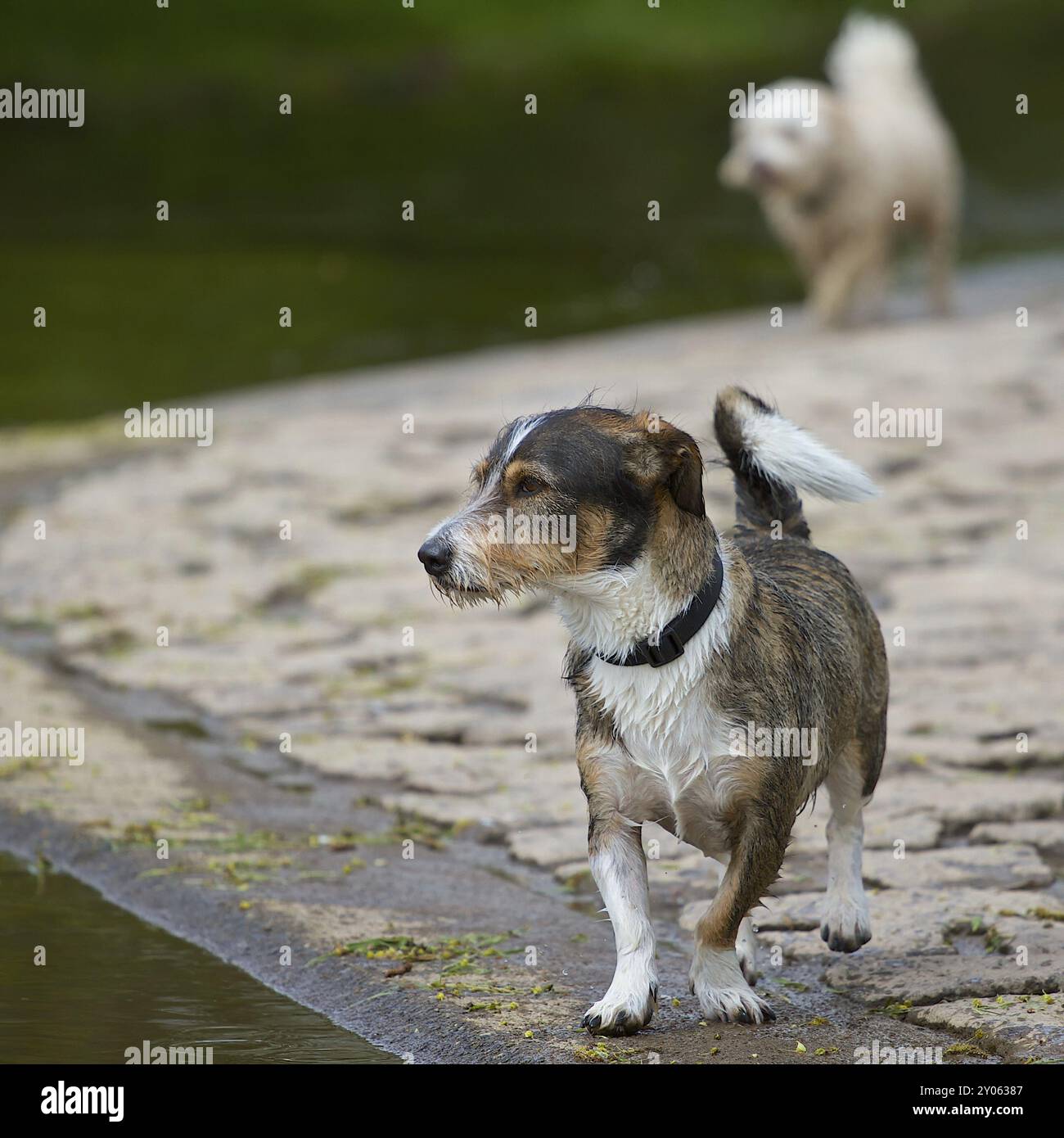 A dachshund, terrier mix stands on a riverbank and watches something on ...