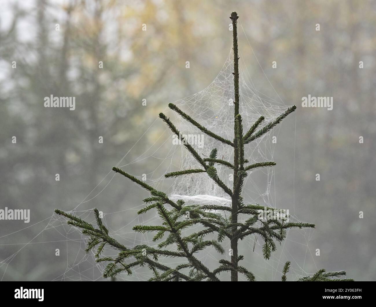 Empty spider web tree hi-res stock photography and images - Alamy