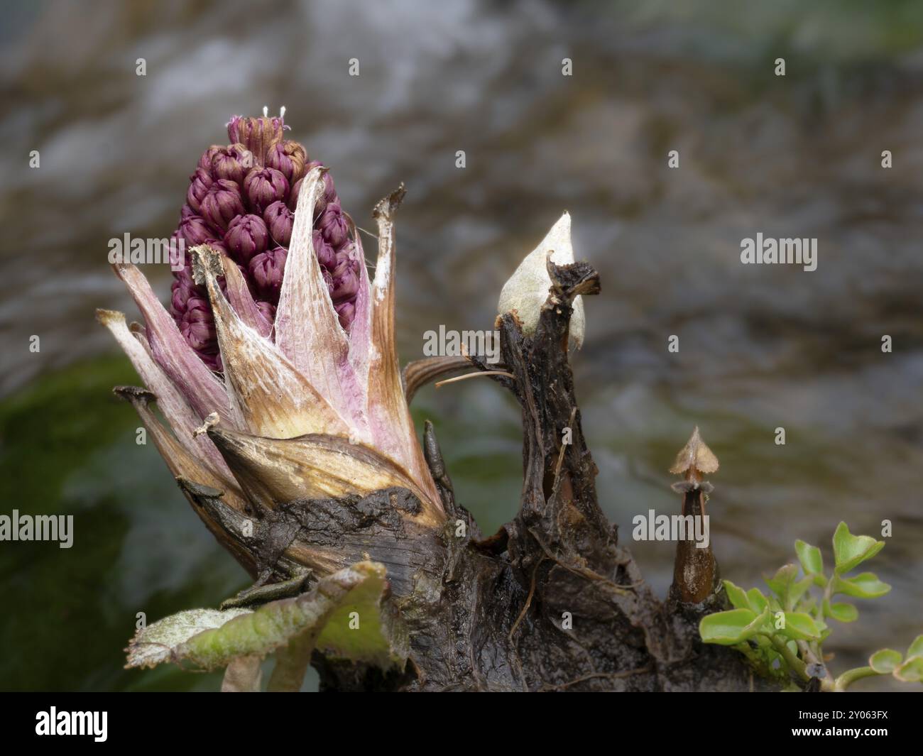 Common butterbur (Petasites hybridus) in 3 growth stages Stock Photo ...