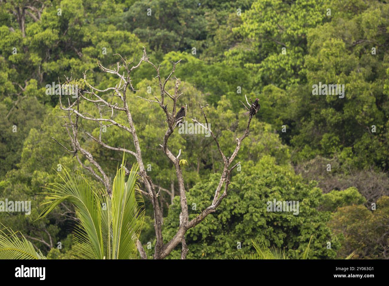 Two turkey vulture (Cathartes aura) sitting in a dead tree, in the ...