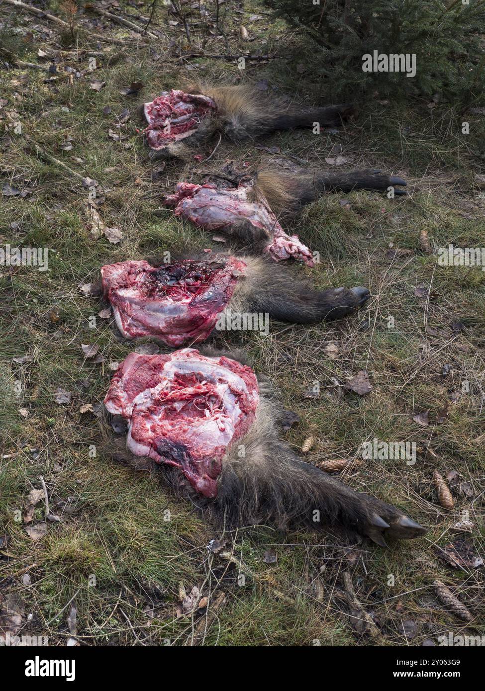 Four wild boar legs lying on the forest floor Stock Photo - Alamy