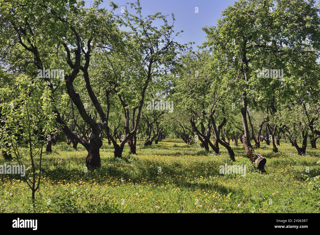 Beautiful orchards blooming in hi-res stock photography and images - Alamy