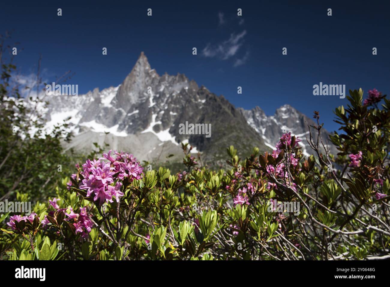 Rose rosa air france hi-res stock photography and images - Alamy