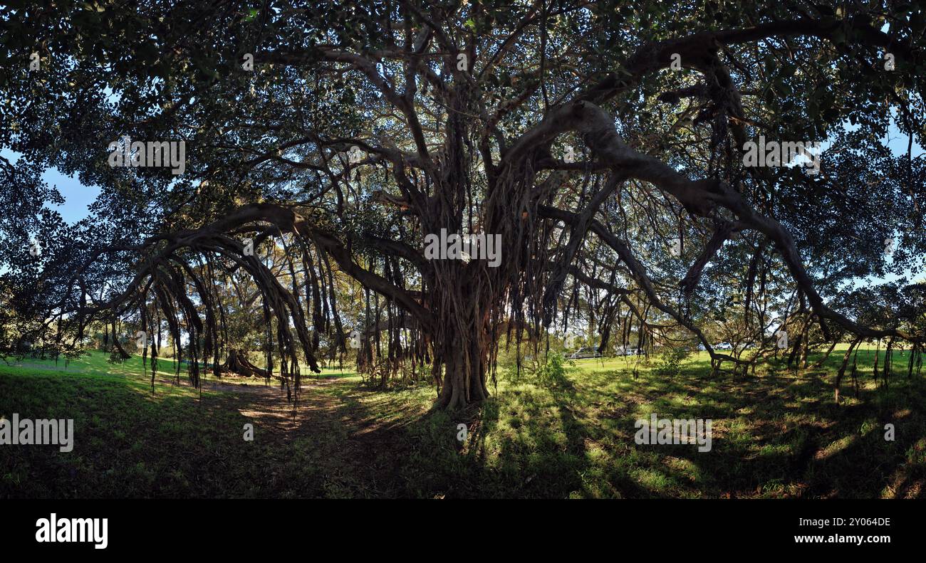 Queen's Park, Sydney, Australia, under the branches of an old Ficus ...