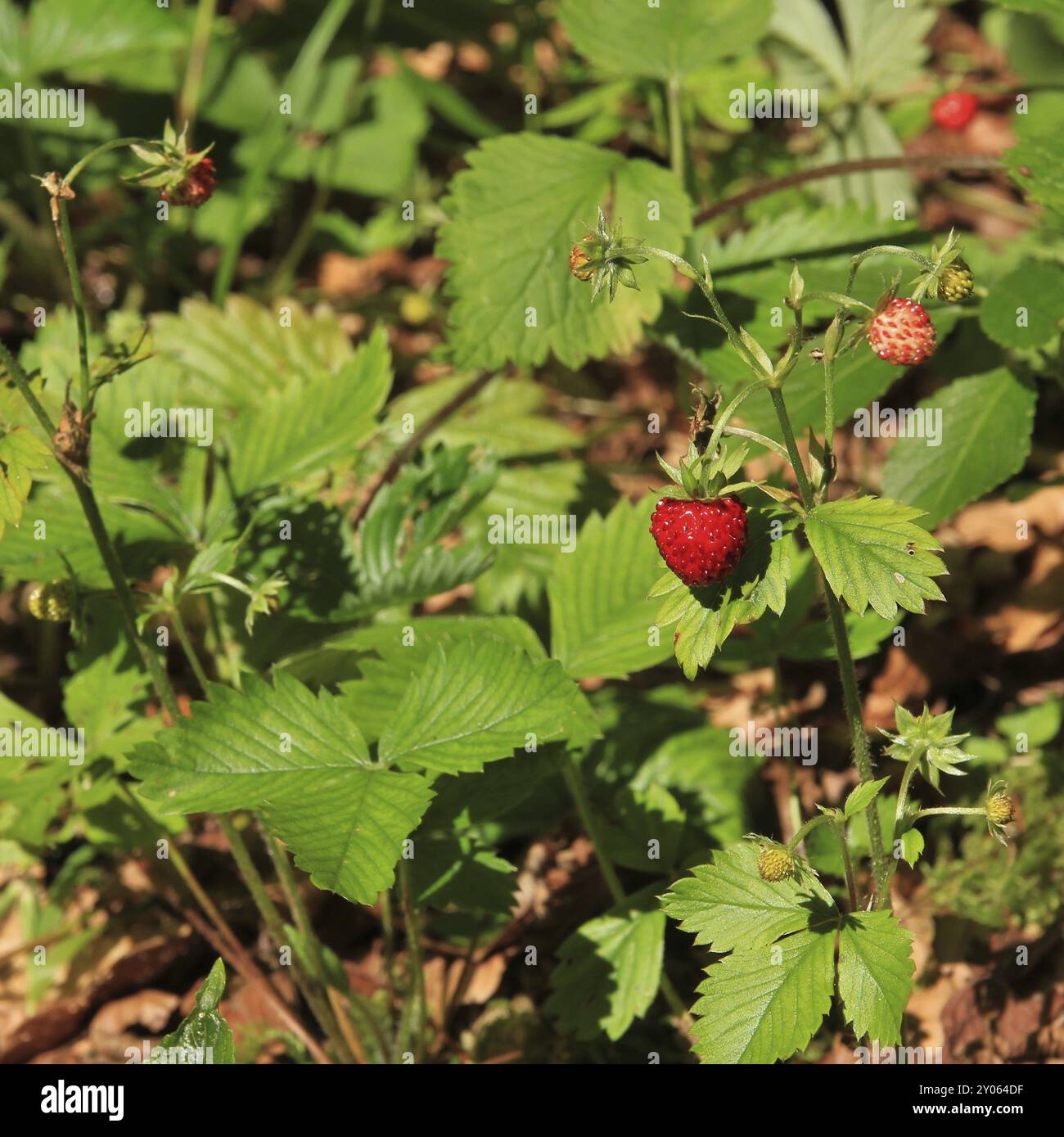 Wild growing forest strawberry photographed and eaten in the Swiss Alps ...
