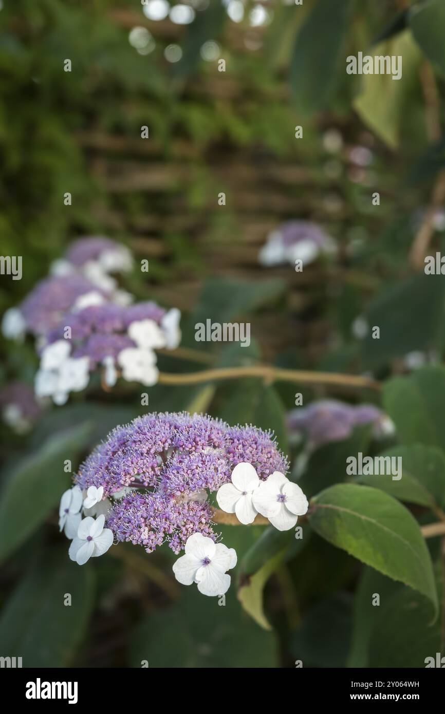 Flowering velvet hydrangea (Hydrangea sargentiana Stock Photo - Alamy