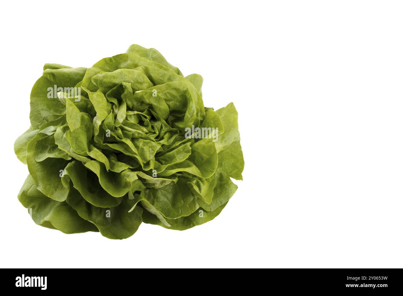 Fresh salad romaine lettuce isolated on white background. Isolated ...