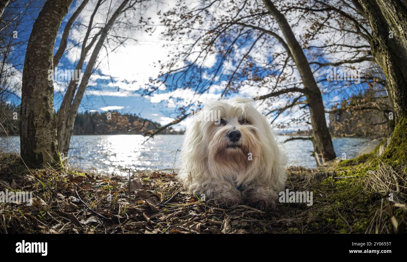 Fisheye lens animals hi-res stock photography and images - Alamy