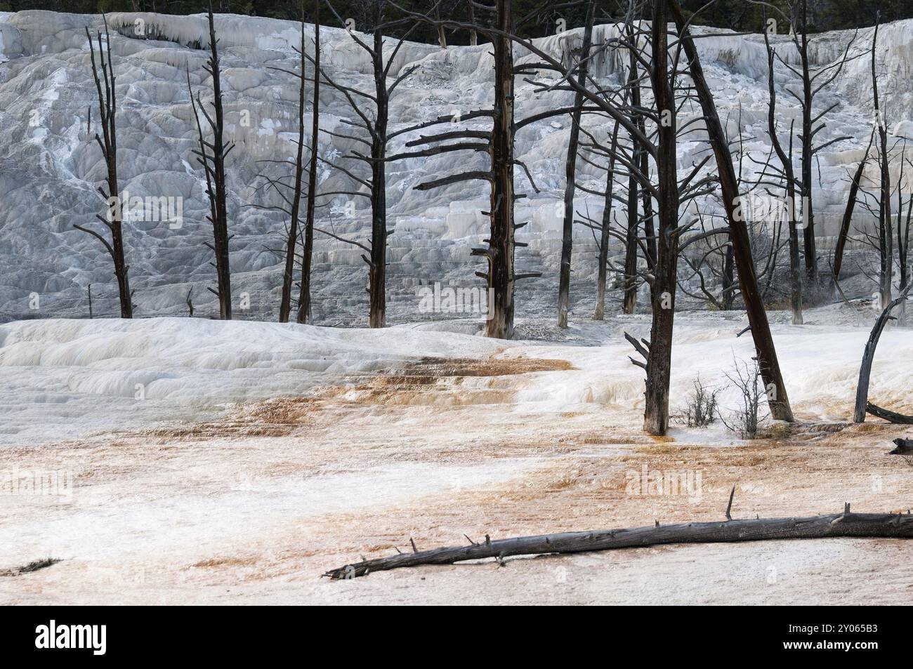 Burnt trees in the limestone sinter terraces of Mammoth Hot Springs in ...