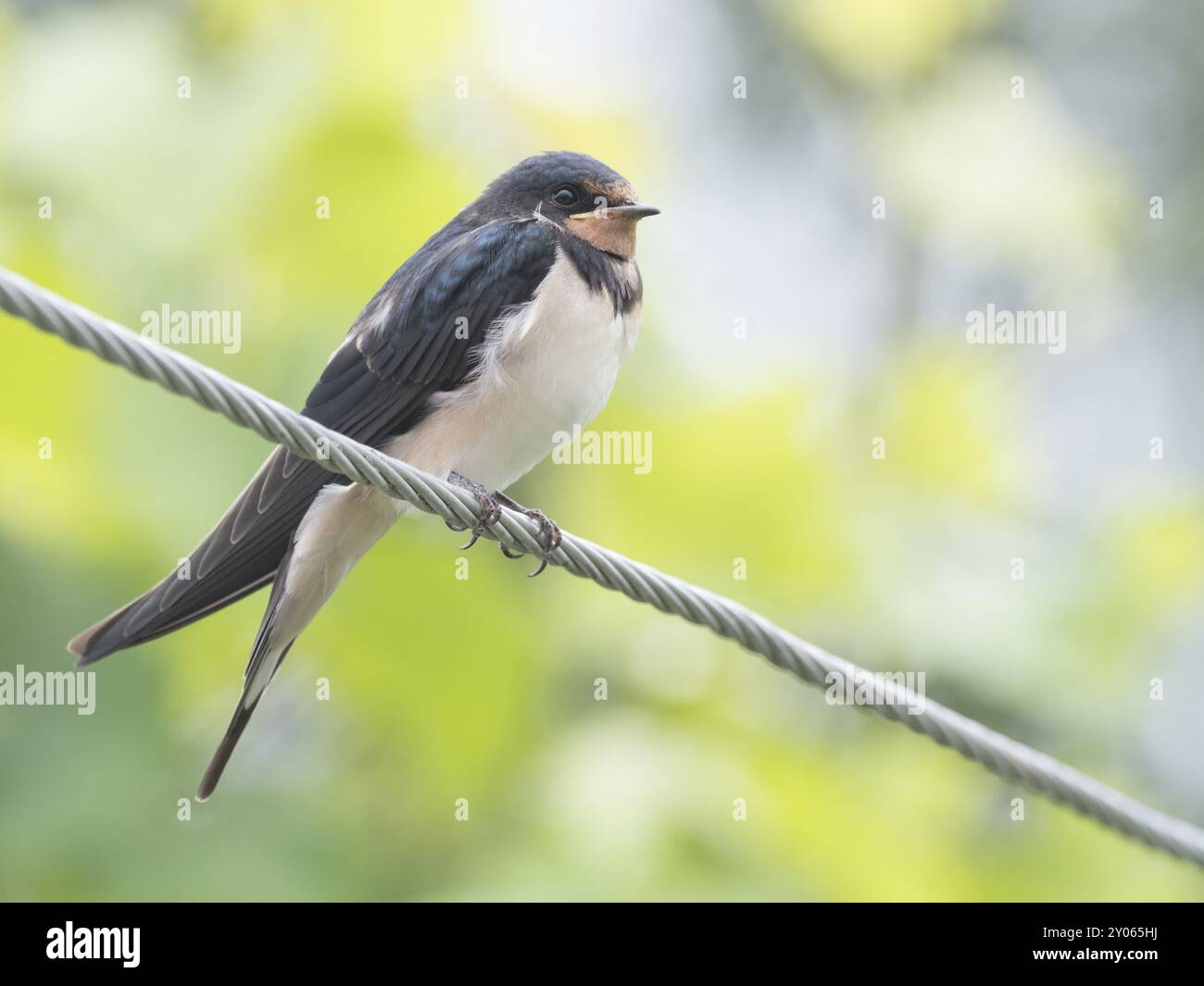 A juvenile barn swallow sitting on a wire rope Stock Photo - Alamy