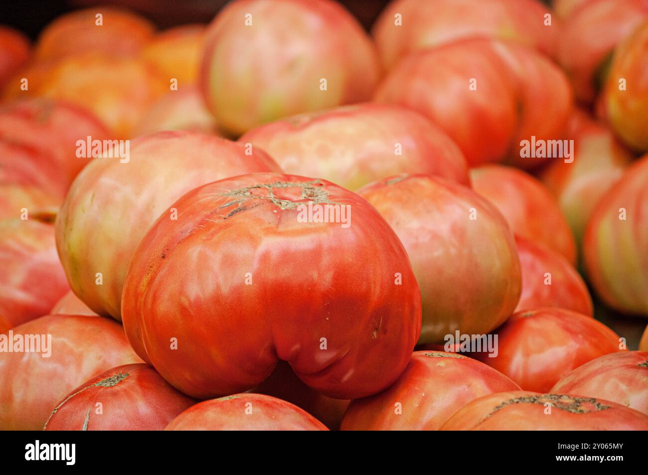Giant tomatoes from the Valencian garden in the Mediterranean. Organic ...
