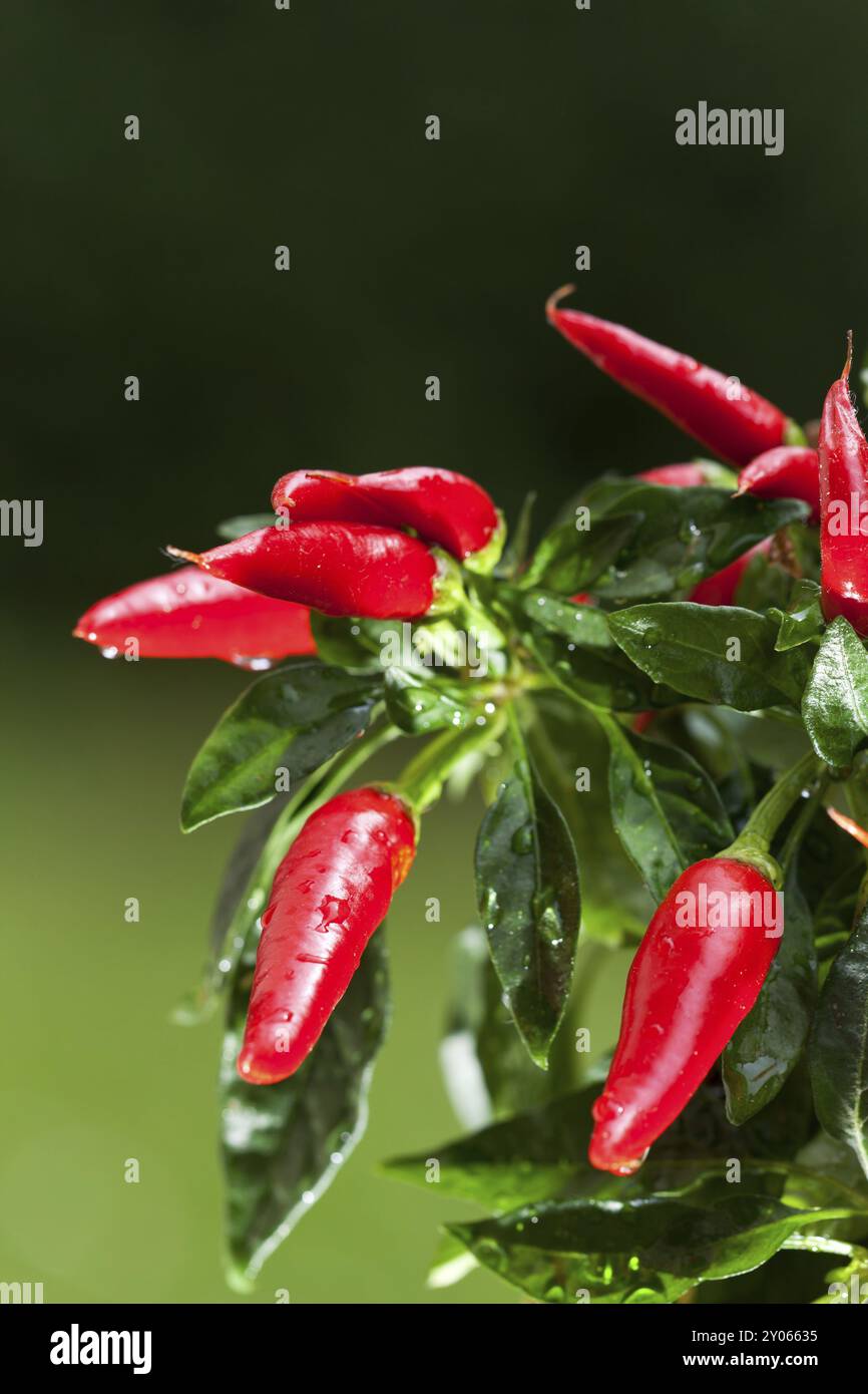 Im freien hi-res stock photography and images - Alamy