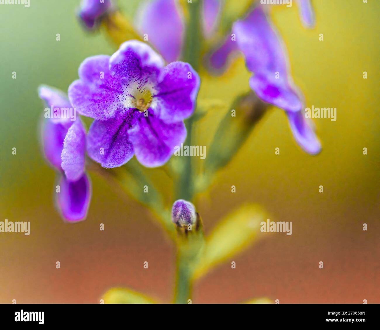 Erecta tree hi-res stock photography and images - Alamy