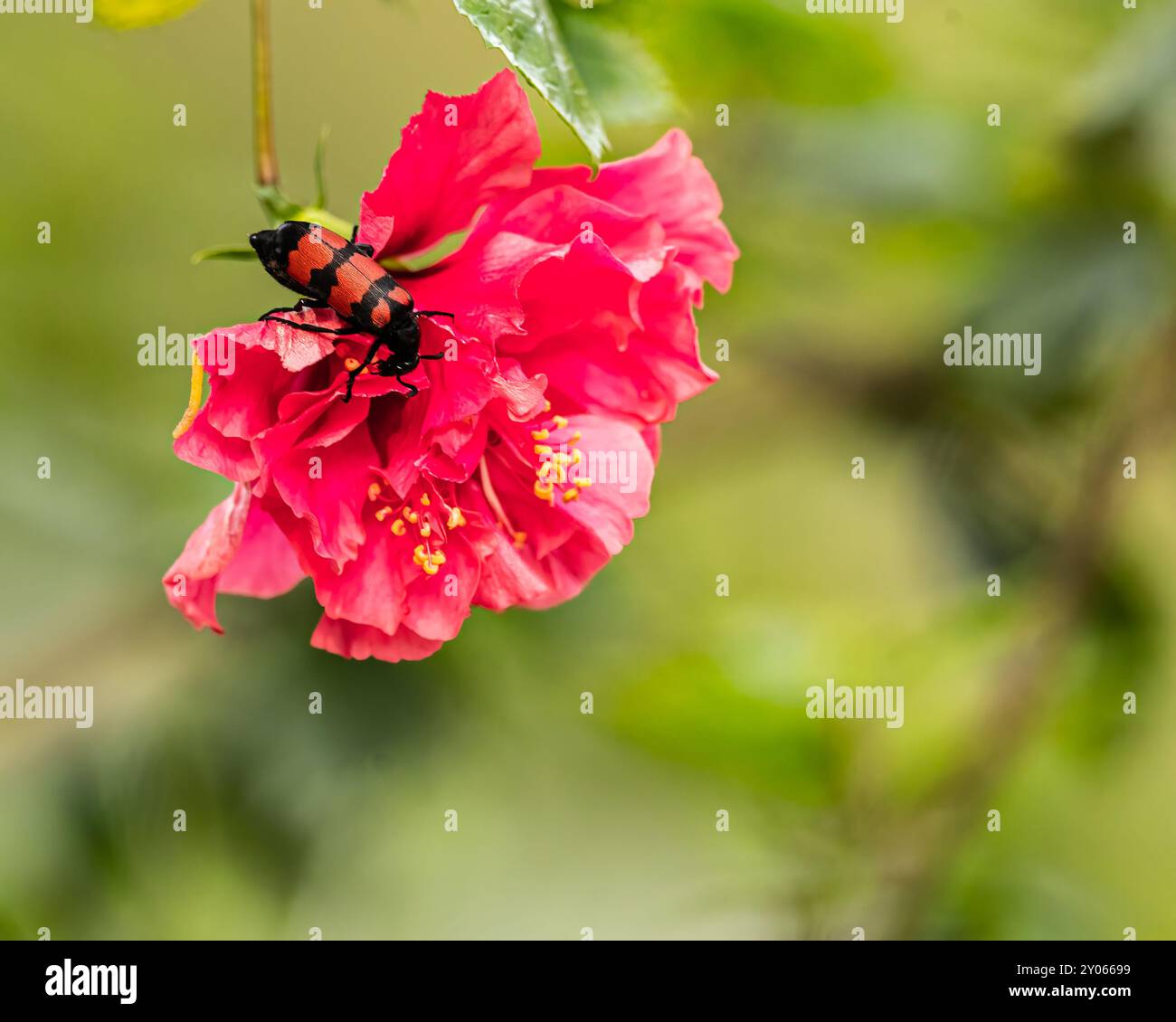 A Insect on a hibiscus Stock Photo - Alamy