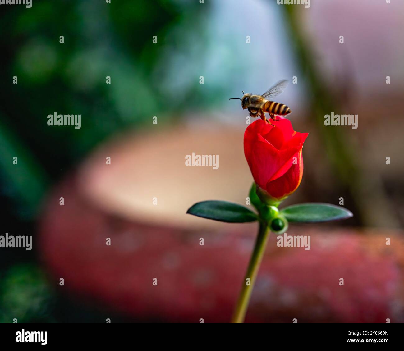 Bee taking pollen from a flower hi-res stock photography and images - Alamy