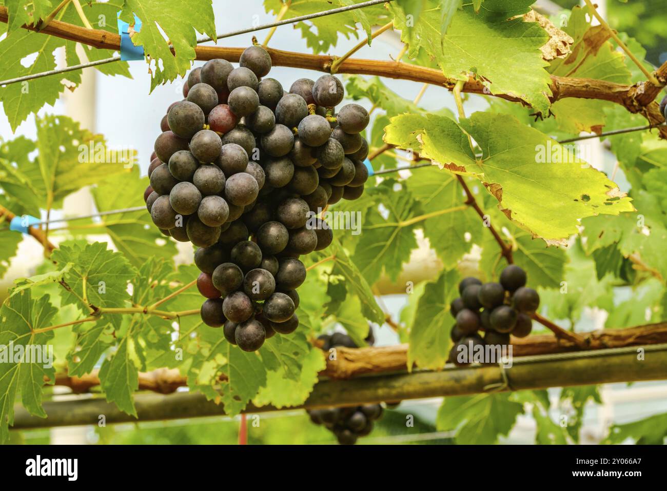 Bunches of Marroo Seedless Grapes on the vine in Vineyard Stock Photo ...