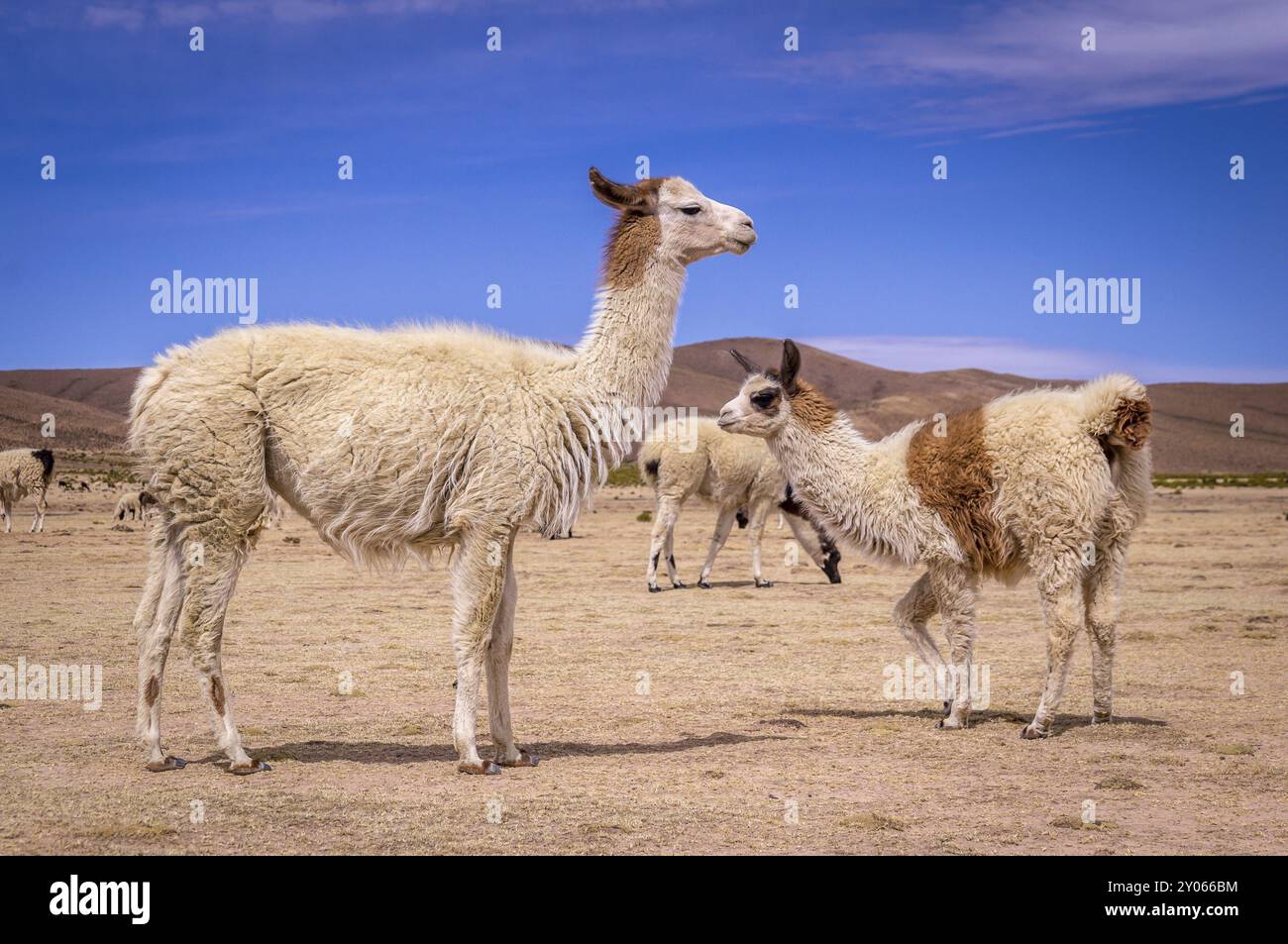 Flock of alpacas in Altiplano. Lamas and alpacas are very popular in ...