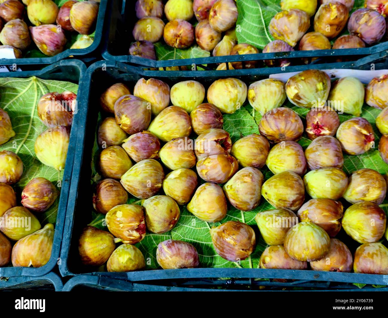 The fig, an edible fruit of Ficus Carica, a species of small tree in ...