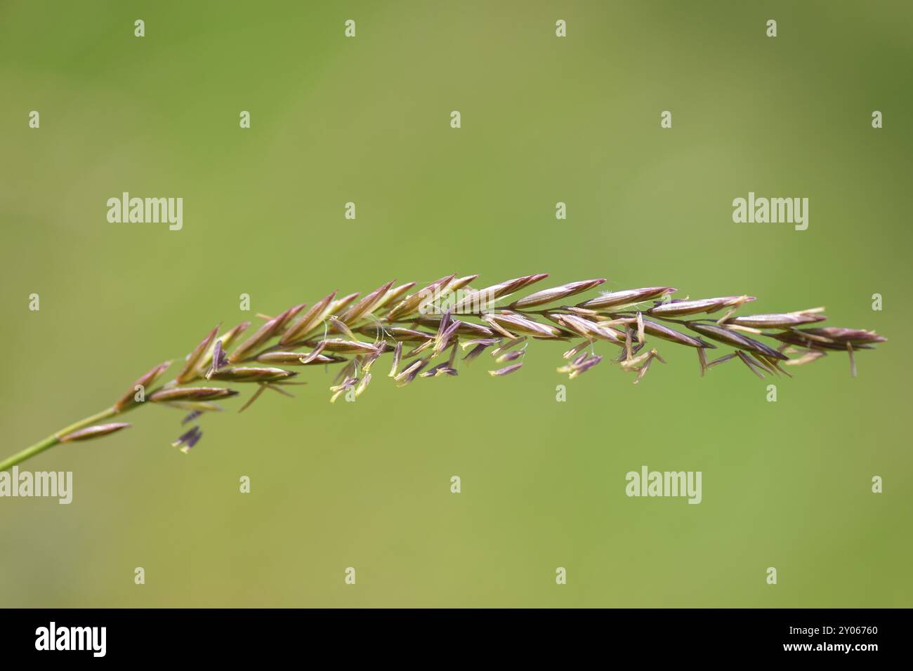 Spike panicle of the vernal grasses. Anthoxanthum, the vernal grasses ...