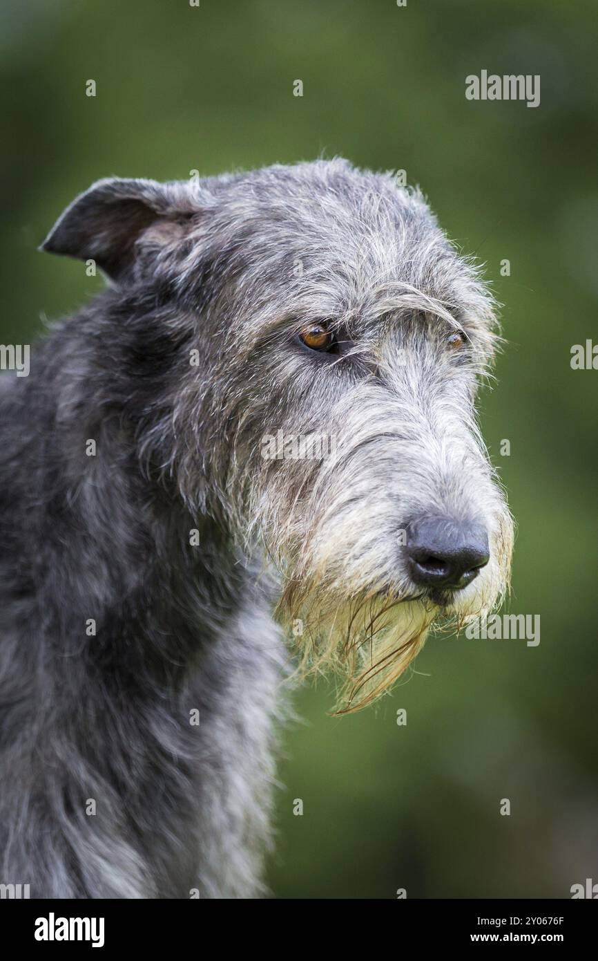 A Grey Irish Wolfhound one of the largest dog breeds in the world Stock ...