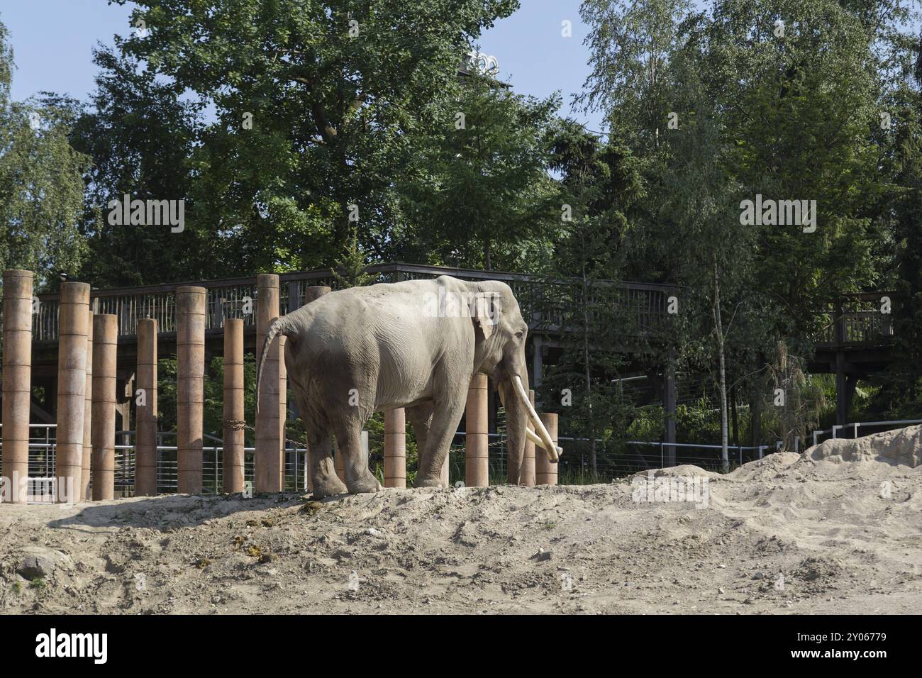 Elephant in captivity in Copenhagen Zoo, Denmark, Europe Stock Photo ...