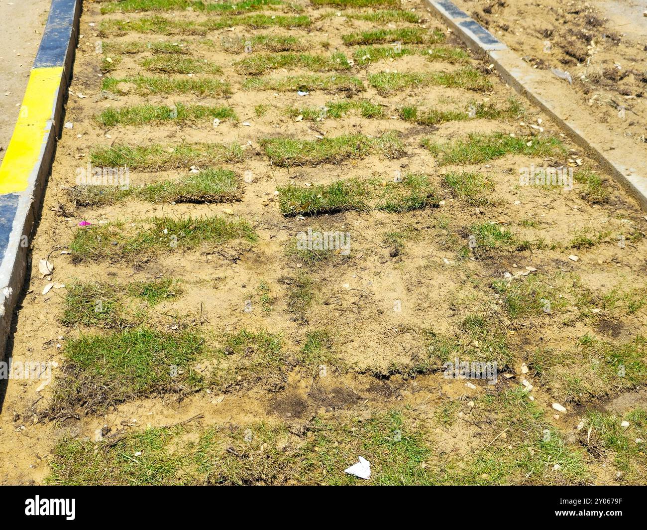 Transplanted Sod, Sod is the upper layer of turf that is harvested for ...