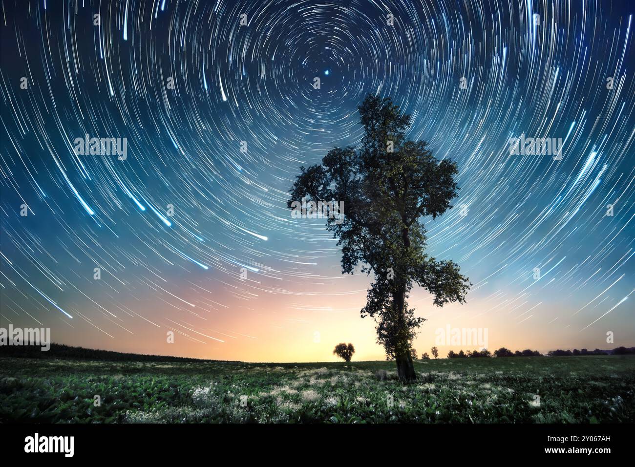Silhouettes of two trees in the night, with star trails and a warm glow ...